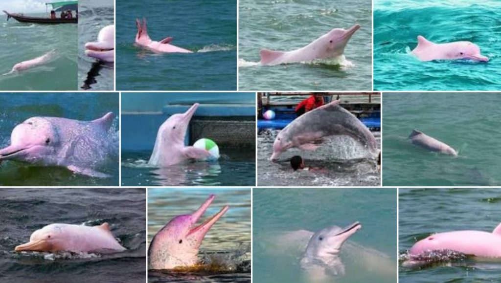 Delfinul roz a apărut în fața bărcilor unor pescari thailandezi ...