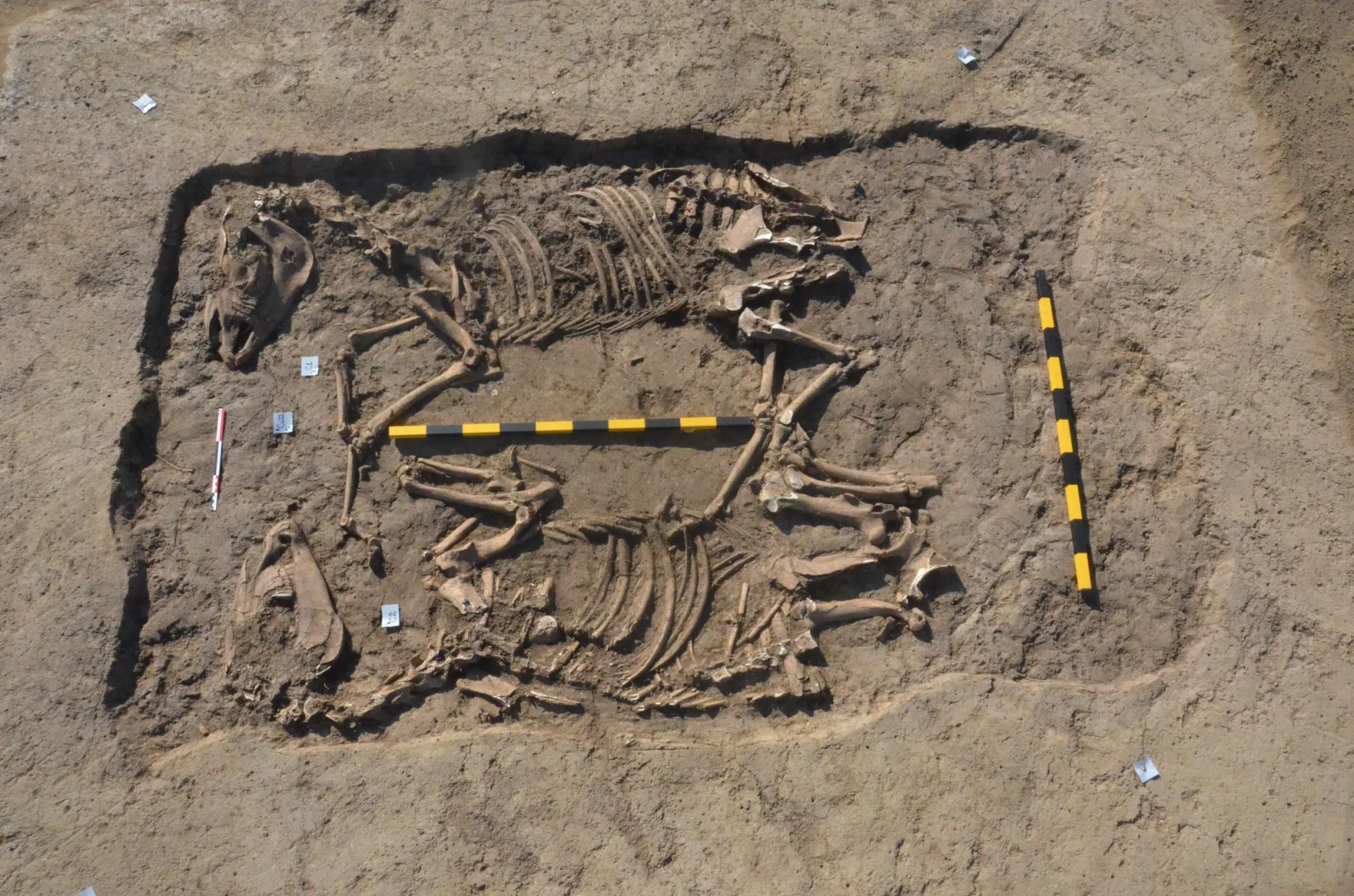 Schelete de cai vechi de peste 3.000 de ani, descoperite la Sfântu ...